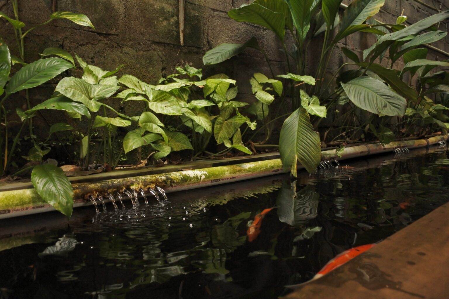 Top 5 Stunning Koi Pond Designs & Ideas for Your Garden in Malaysia