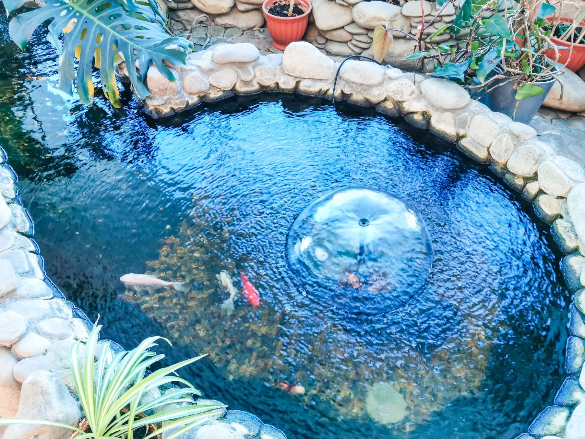 Top 5 Stunning Koi Pond Designs & Ideas for Your Garden in Malaysia